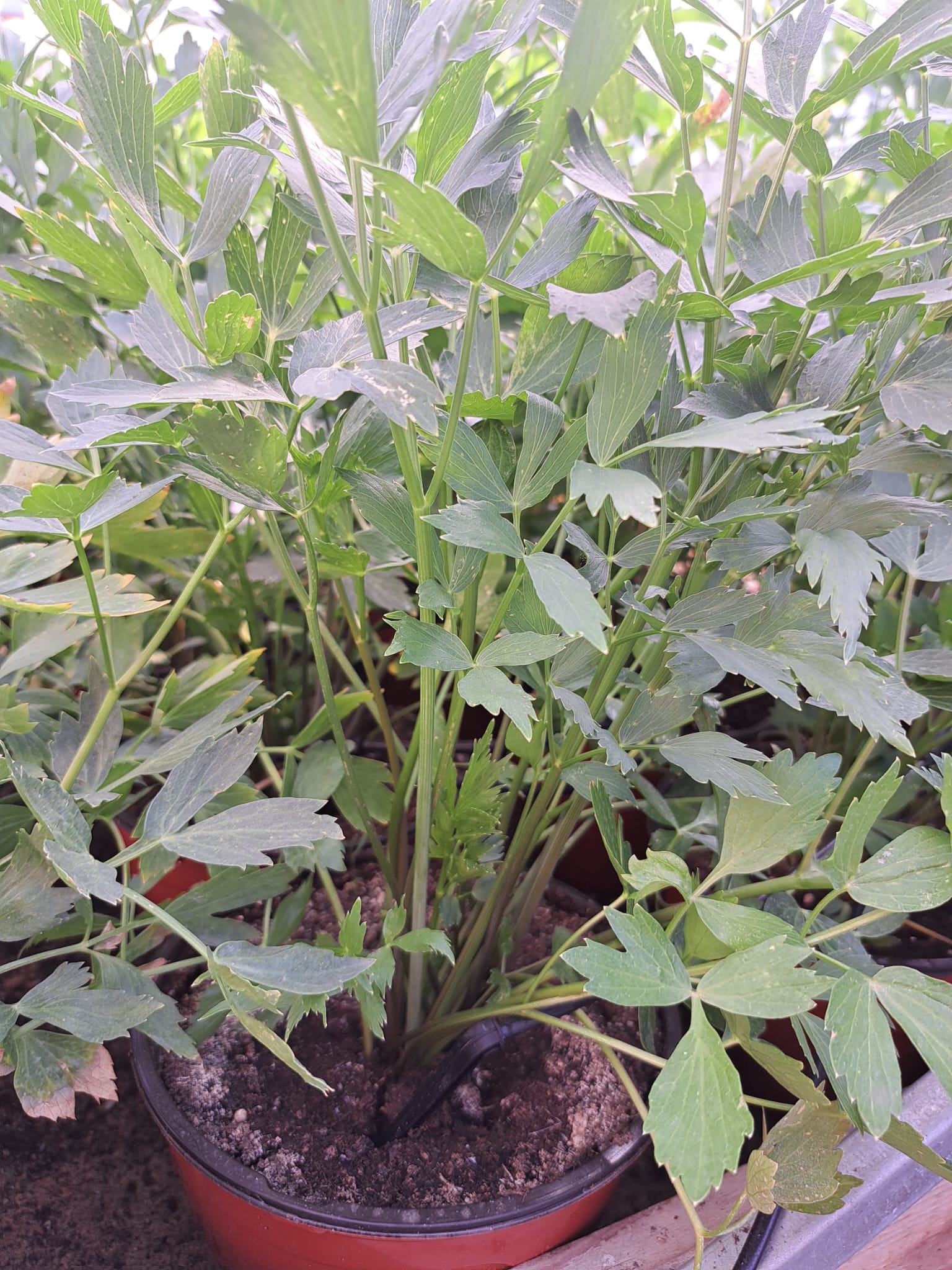 Leustean la ghiveci | MonAmi Agro Magazin Online