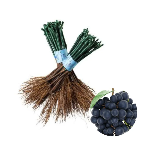 Butasi vita de vie Busuioaca de Bohotin | MonAmi Agro Magazin Online