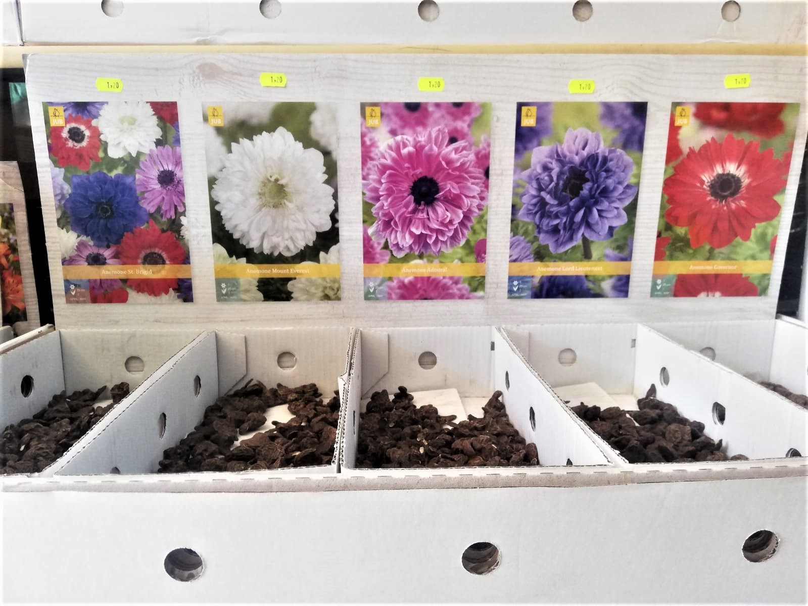 Bulbi flori Anemone | MonAmi Agro Magazin Online